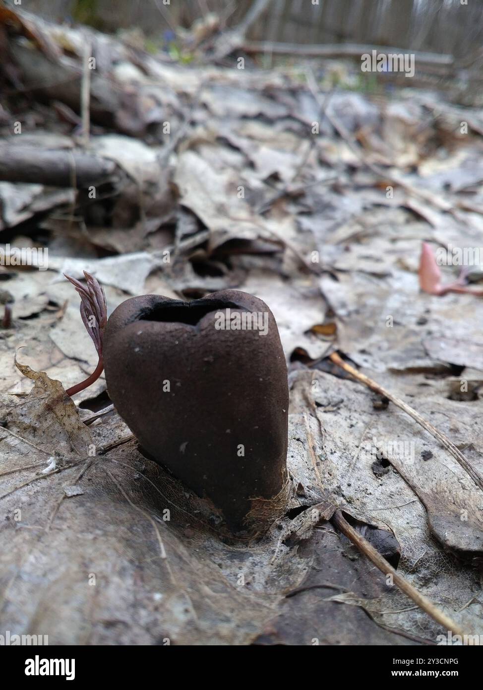 devil's urn (Urnula craterium) Fungi Stock Photo - Alamy