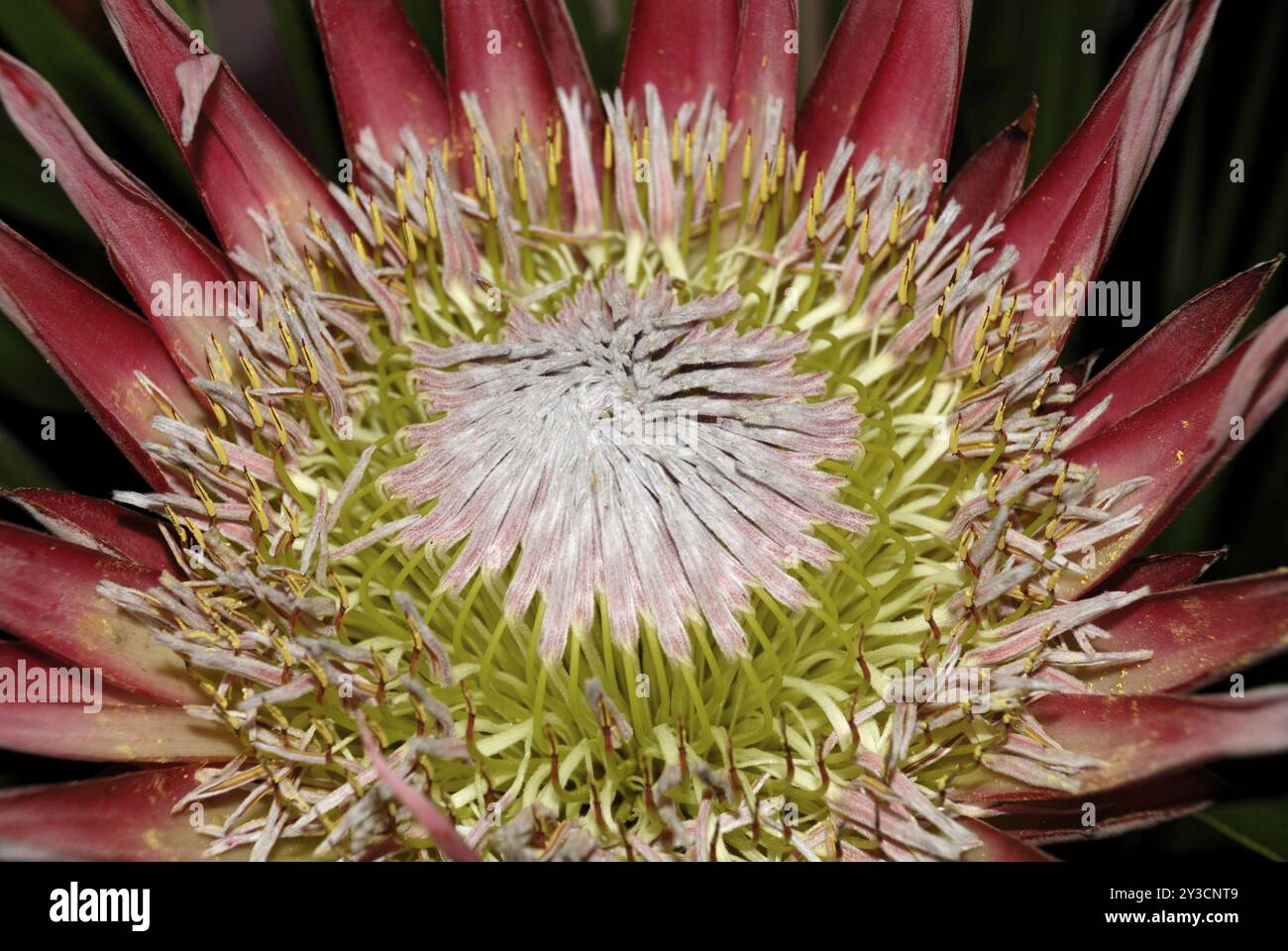 Protea bush sugarbush hi-res stock photography and images - Alamy