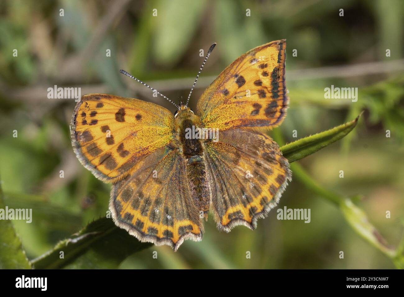 Scarce Copper female butterfly with open wings sitting on green leaf ...