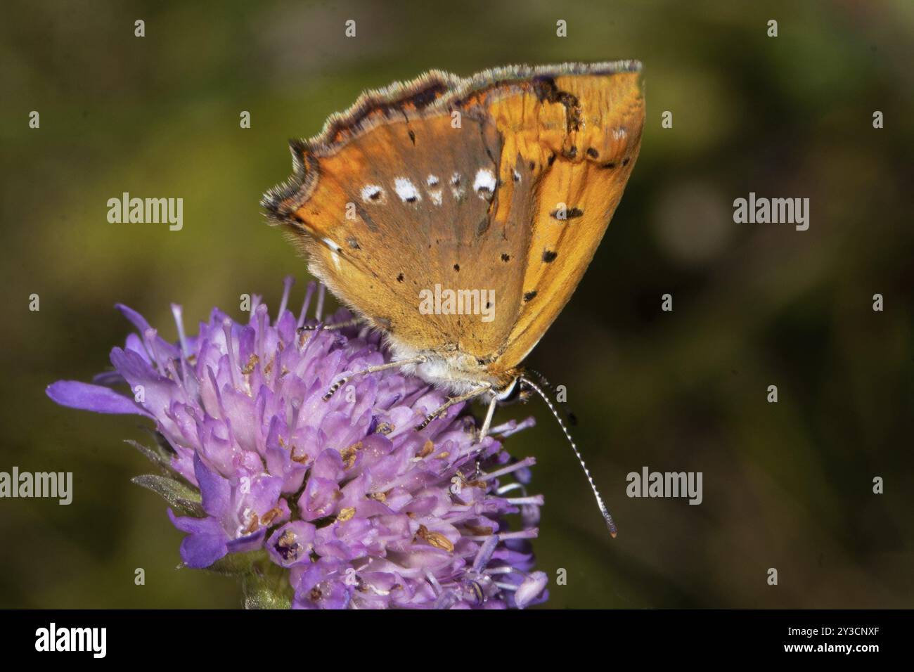 Scarce Copper female butterfly with closed wings sitting on violet ...