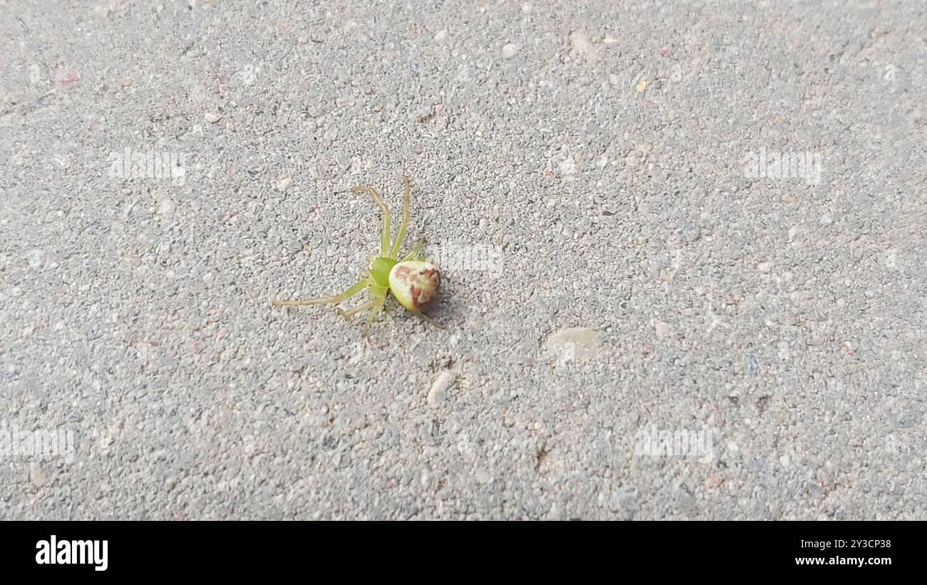 Ebrechtella tricuspidata hi-res stock photography and images - Alamy