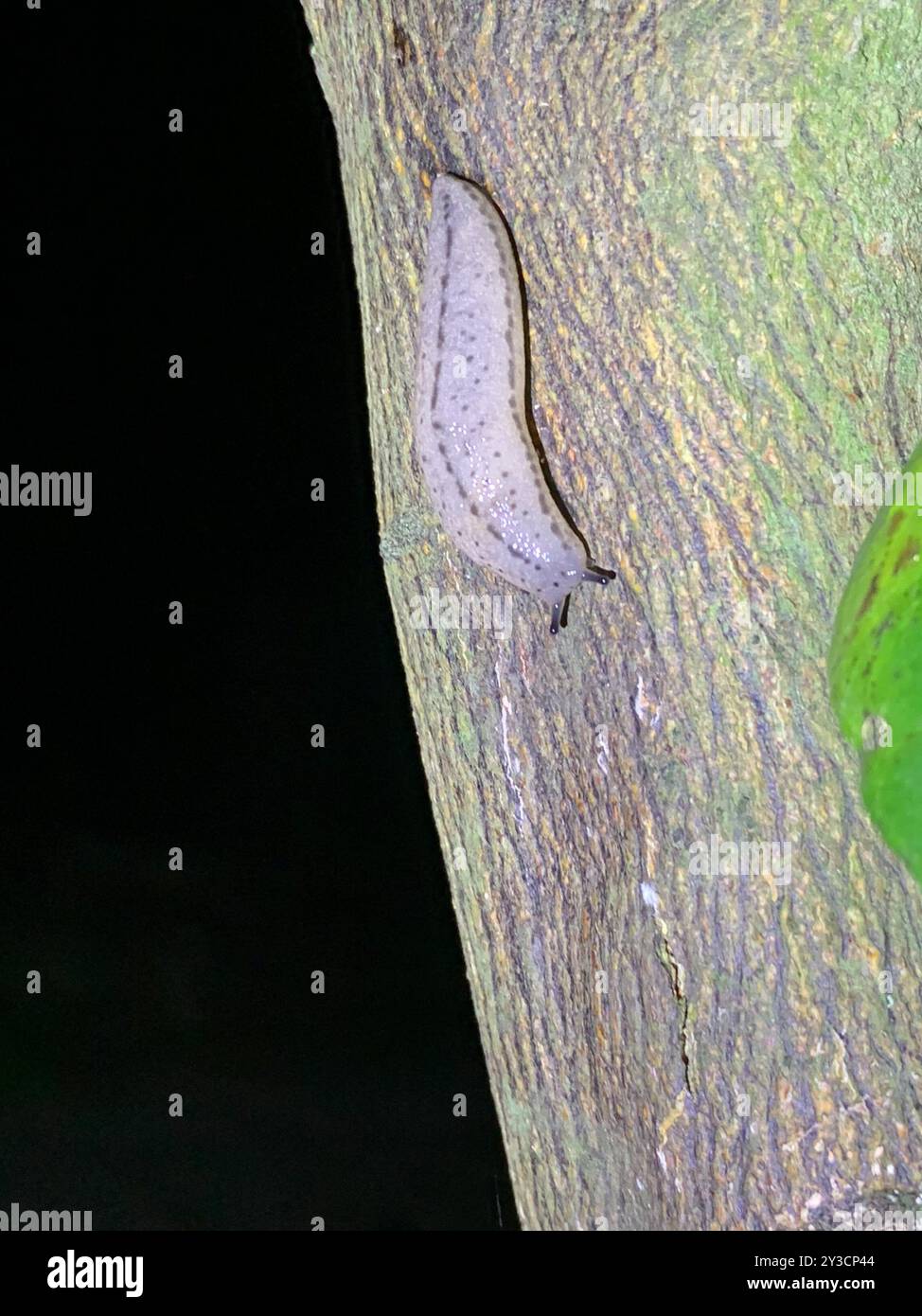 Chinese Slug (Meghimatium bilineatum) Mollusca Stock Photo - Alamy
