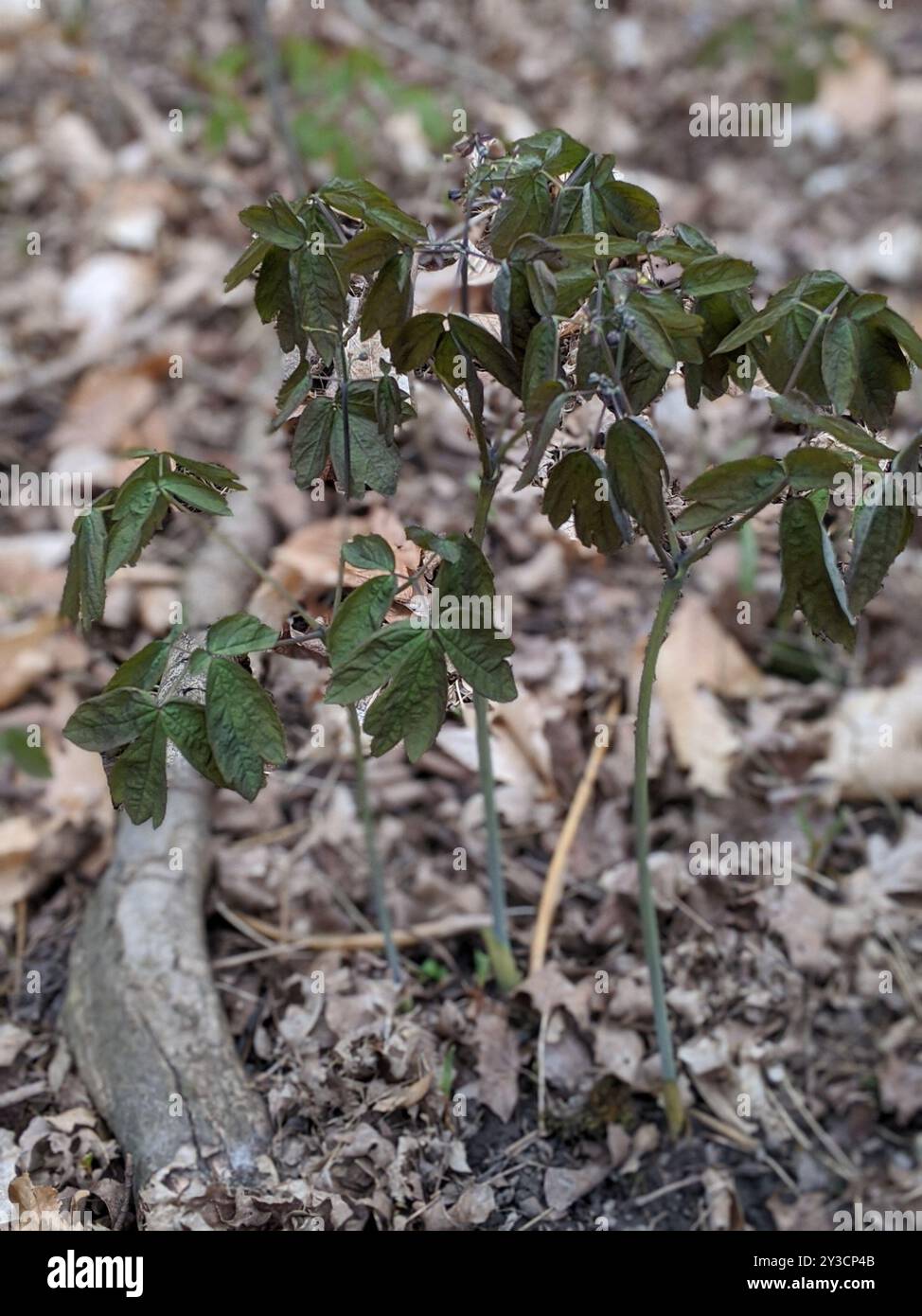 early blue cohosh (Caulophyllum giganteum) Plantae Stock Photo - Alamy