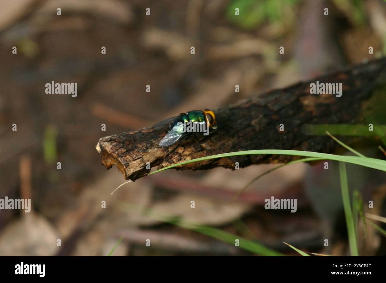 Yellow-Headed Snail Parasitic Blowfly (Amenia imperialis) Insecta Stock ...