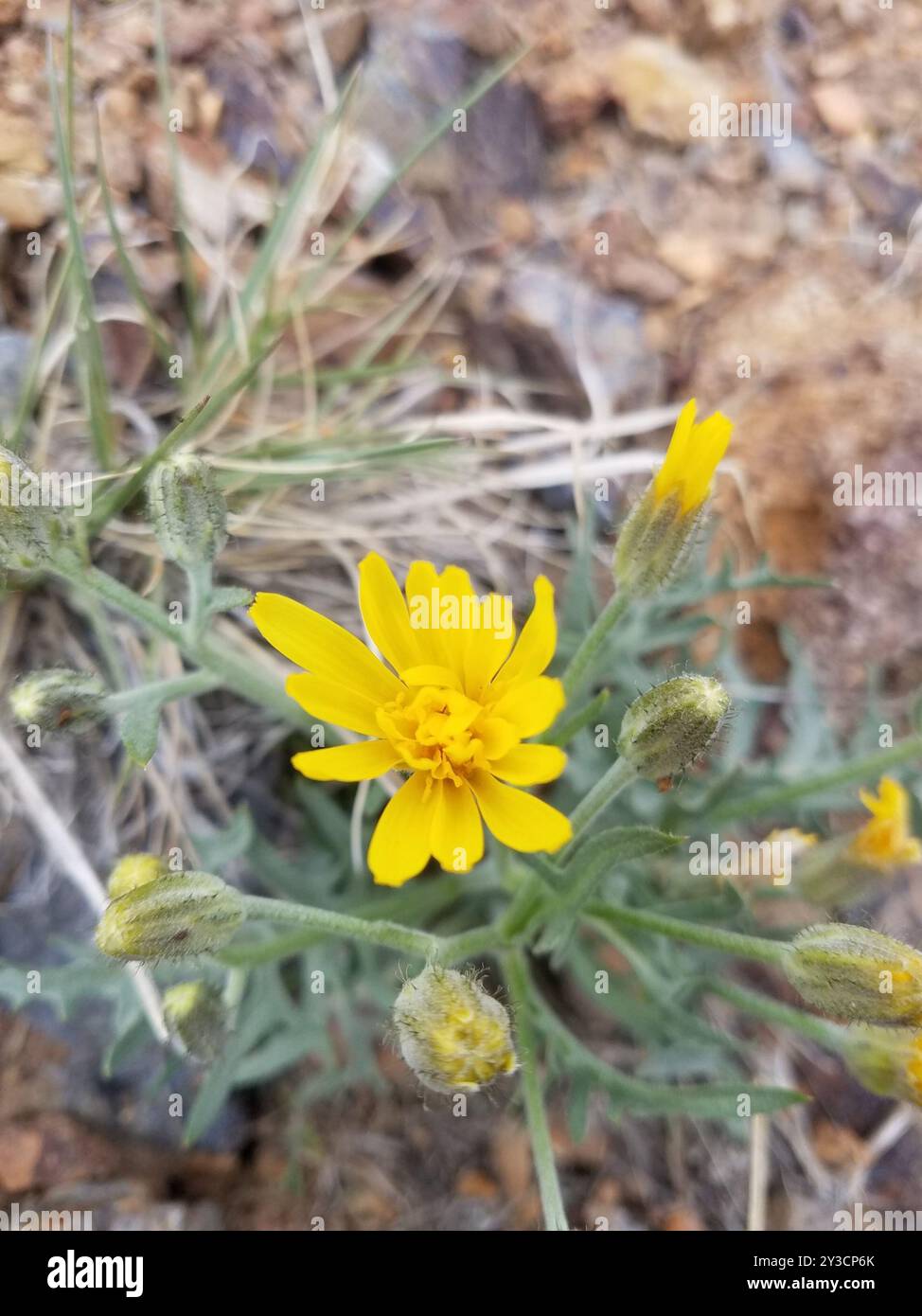 Modoc Hawksbeard (Crepis modocensis) Plantae Stock Photo - Alamy