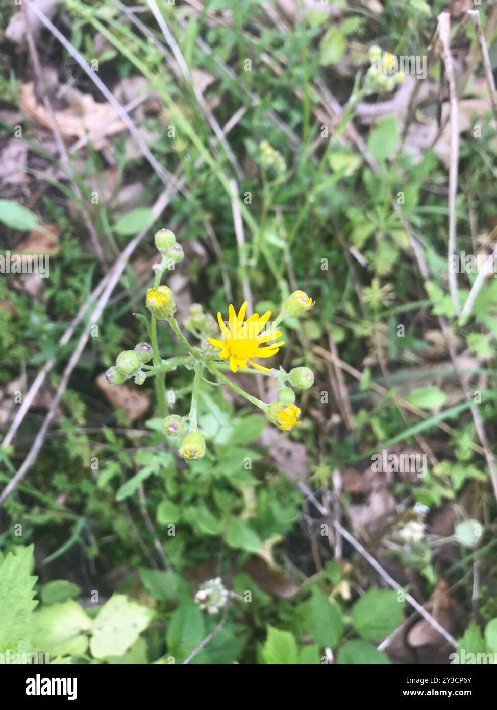 balsam ragwort (Packera paupercula) Plantae Stock Photo - Alamy