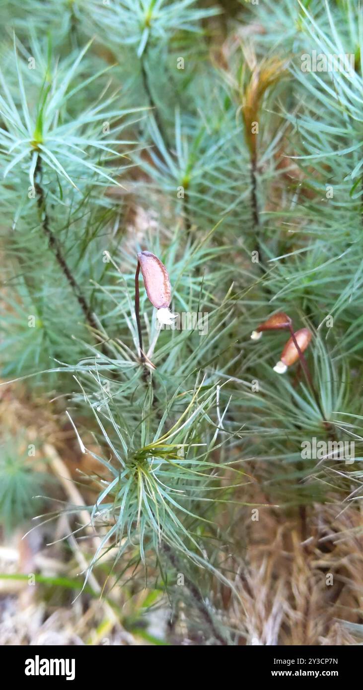 giant moss (Dawsonia superba) Plantae Stock Photo - Alamy