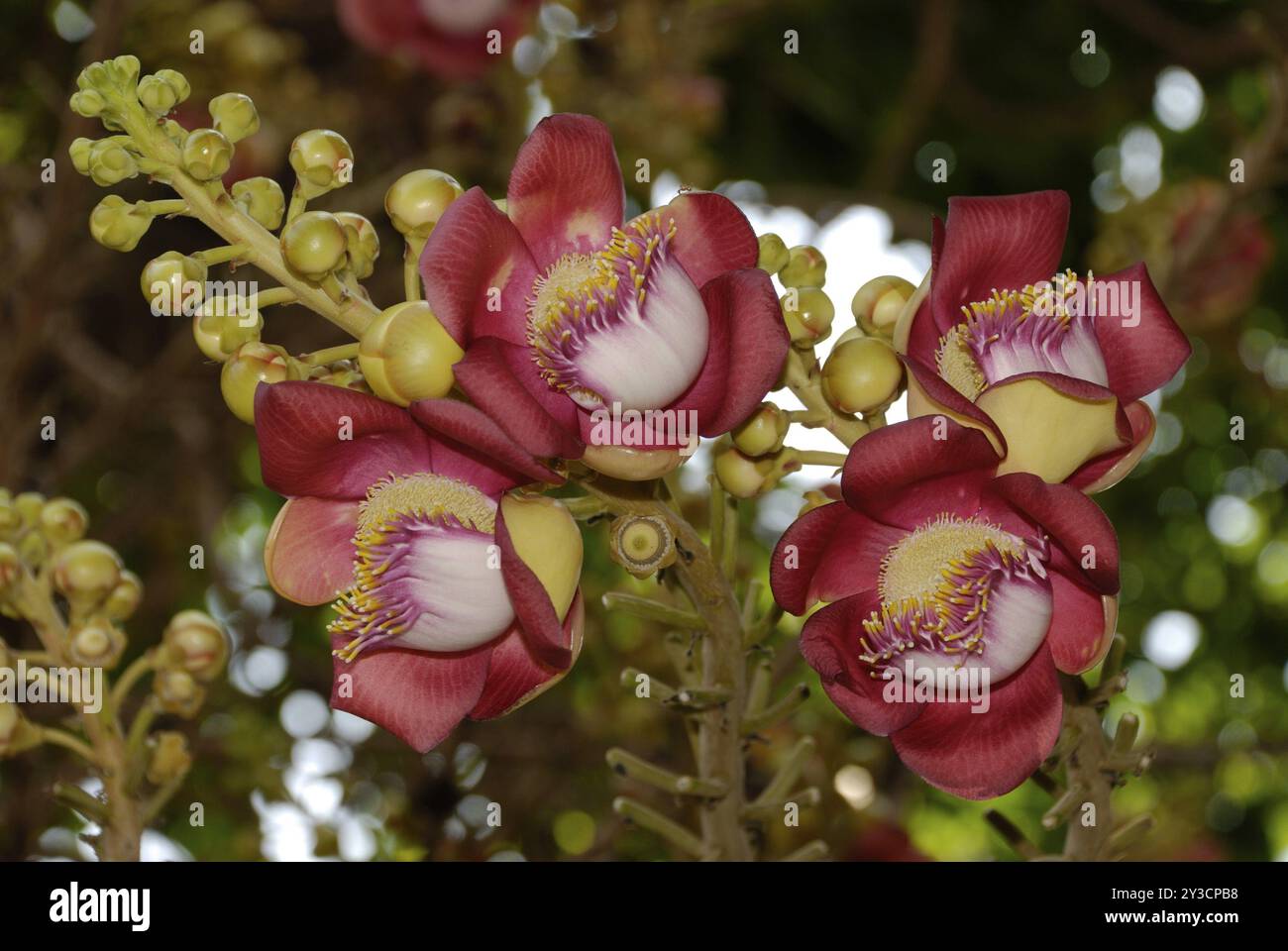 Shorea robusta, Phnom Penh, Cambodia, Asia Stock Photo - Alamy