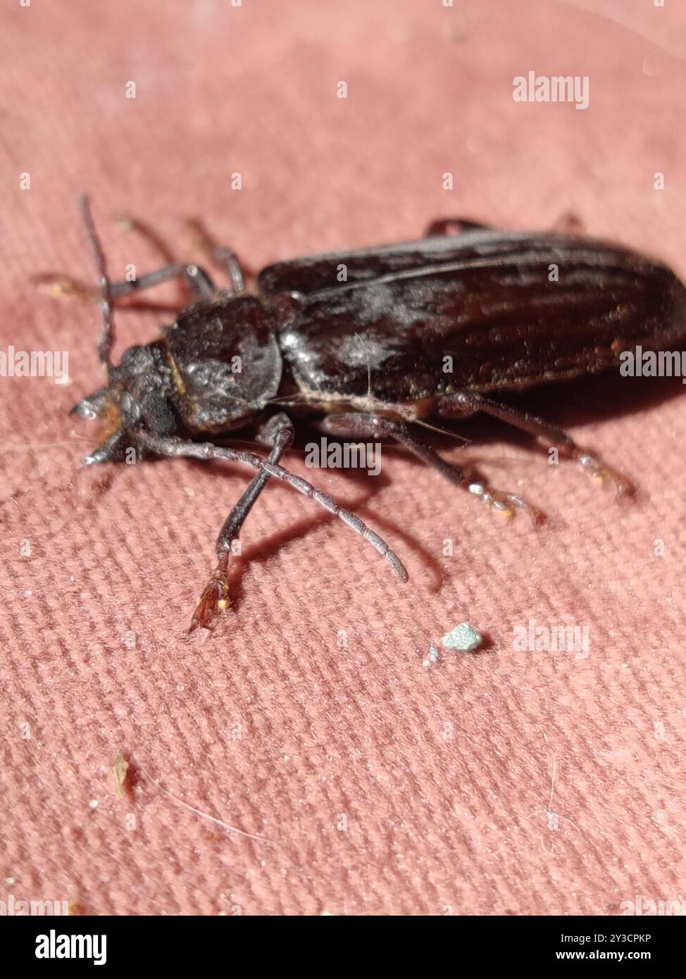 Hardwood Stump Borer (Mallodon dasystomus) Insecta Stock Photo - Alamy
