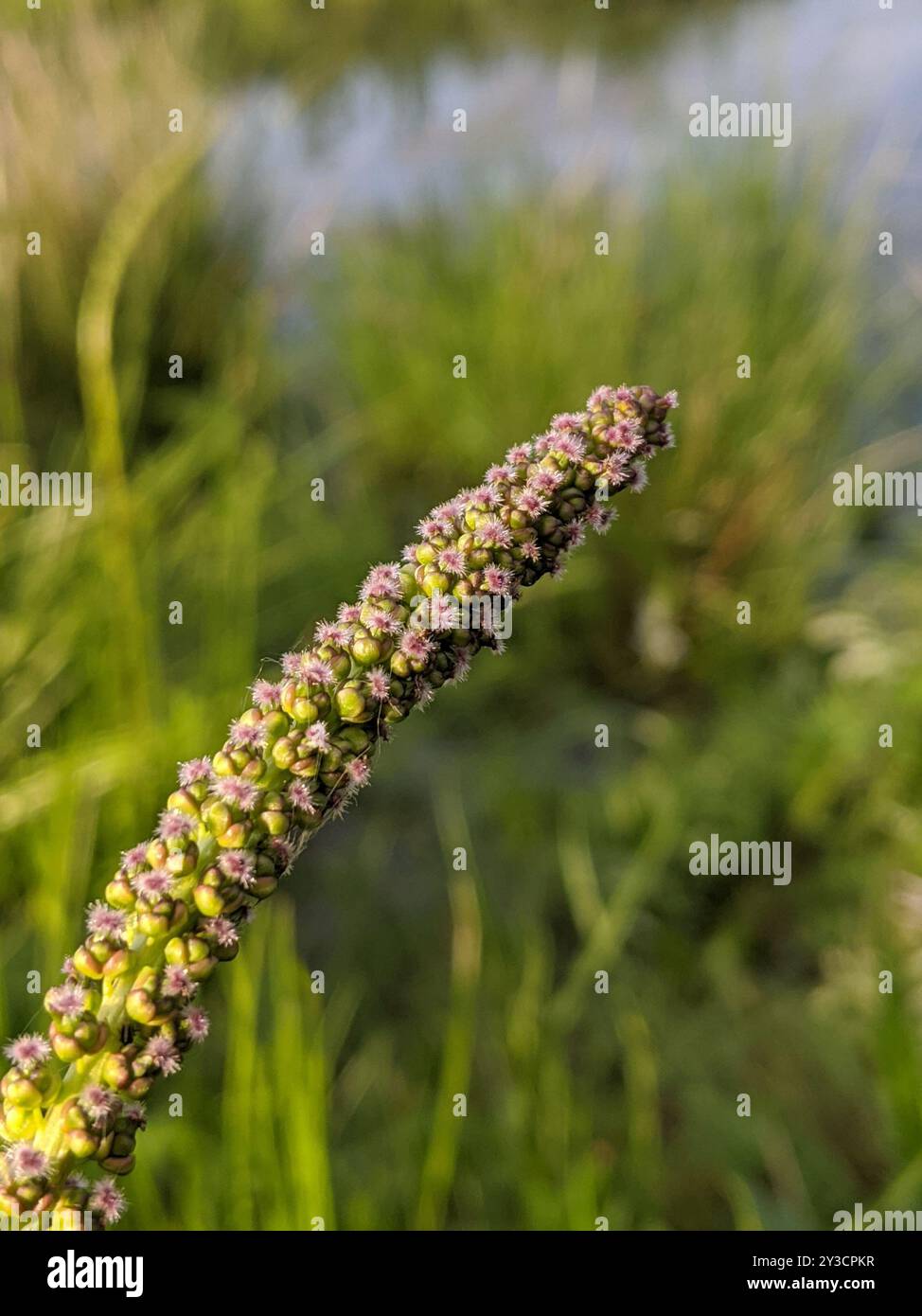 common arrowgrass (Triglochin maritima) Plantae Stock Photo - Alamy