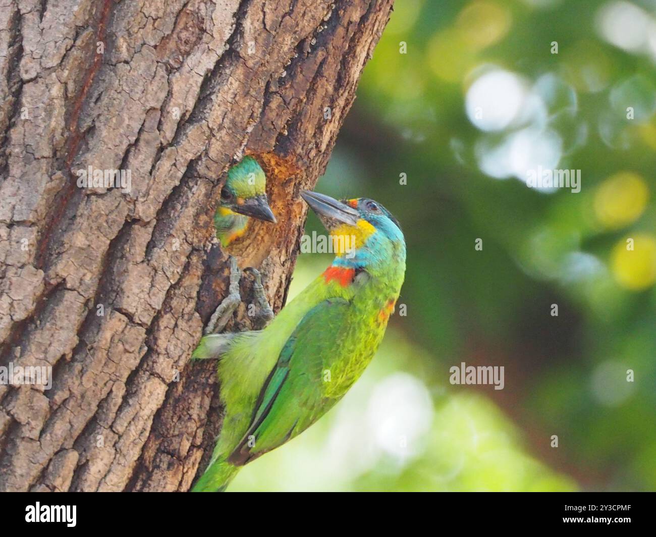 Taiwan Barbet (Psilopogon nuchalis) Aves Stock Photo - Alamy