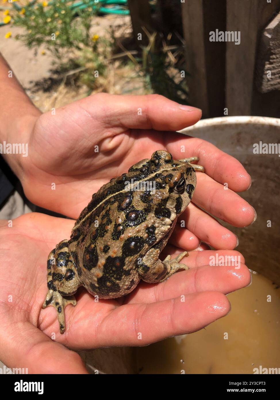 Western Toad (Anaxyrus boreas) Amphibia Stock Photo - Alamy