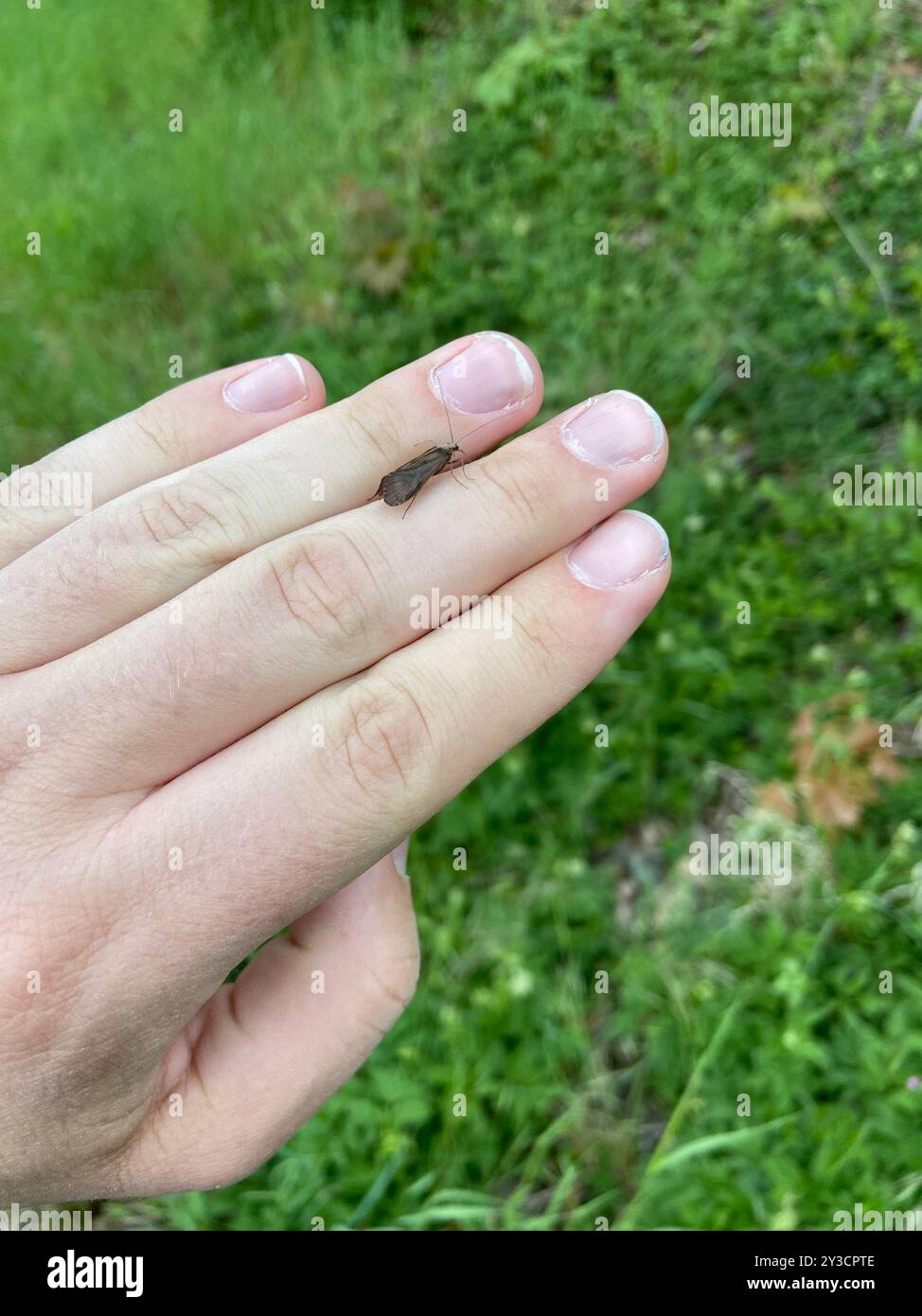 Angustipennis hi-res stock photography and images - Alamy