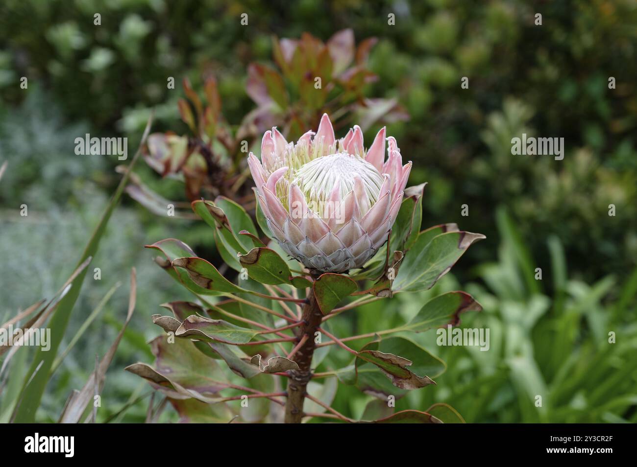 King Protea (Protea cynaroides Stock Photo - Alamy