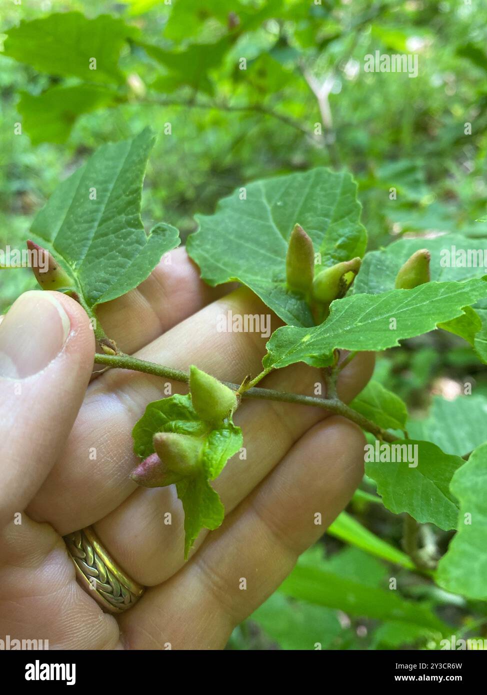 Witch-hazel Cone Gall Aphid (Hormaphis hamamelidis) Insecta Stock Photo ...