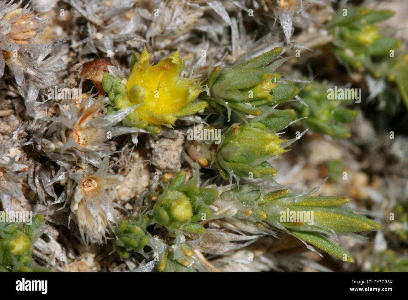 Creeping nailwort (Paronychia sessiliflora) Plantae Stock Photo - Alamy