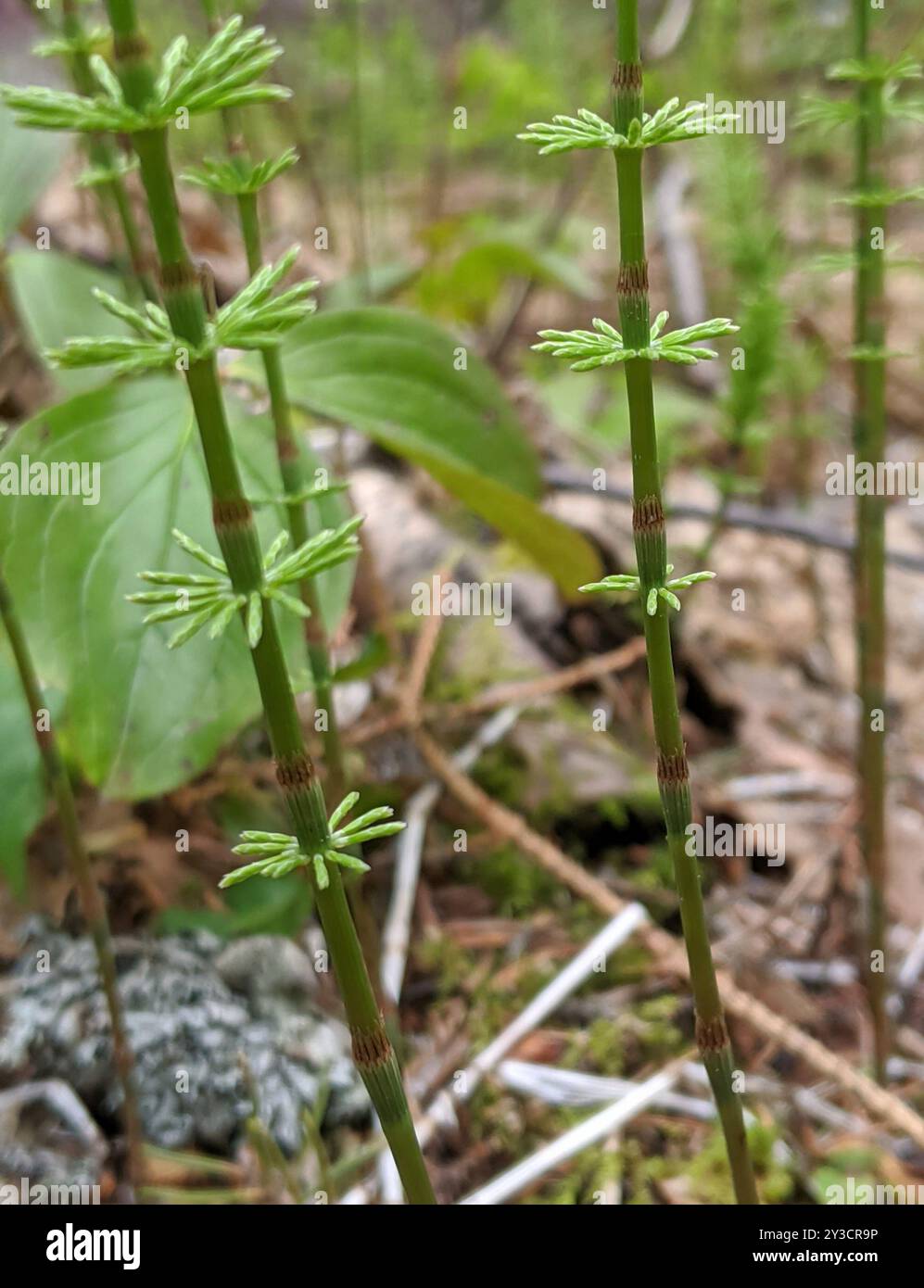 meadow horsetail (Equisetum pratense) Plantae Stock Photo - Alamy