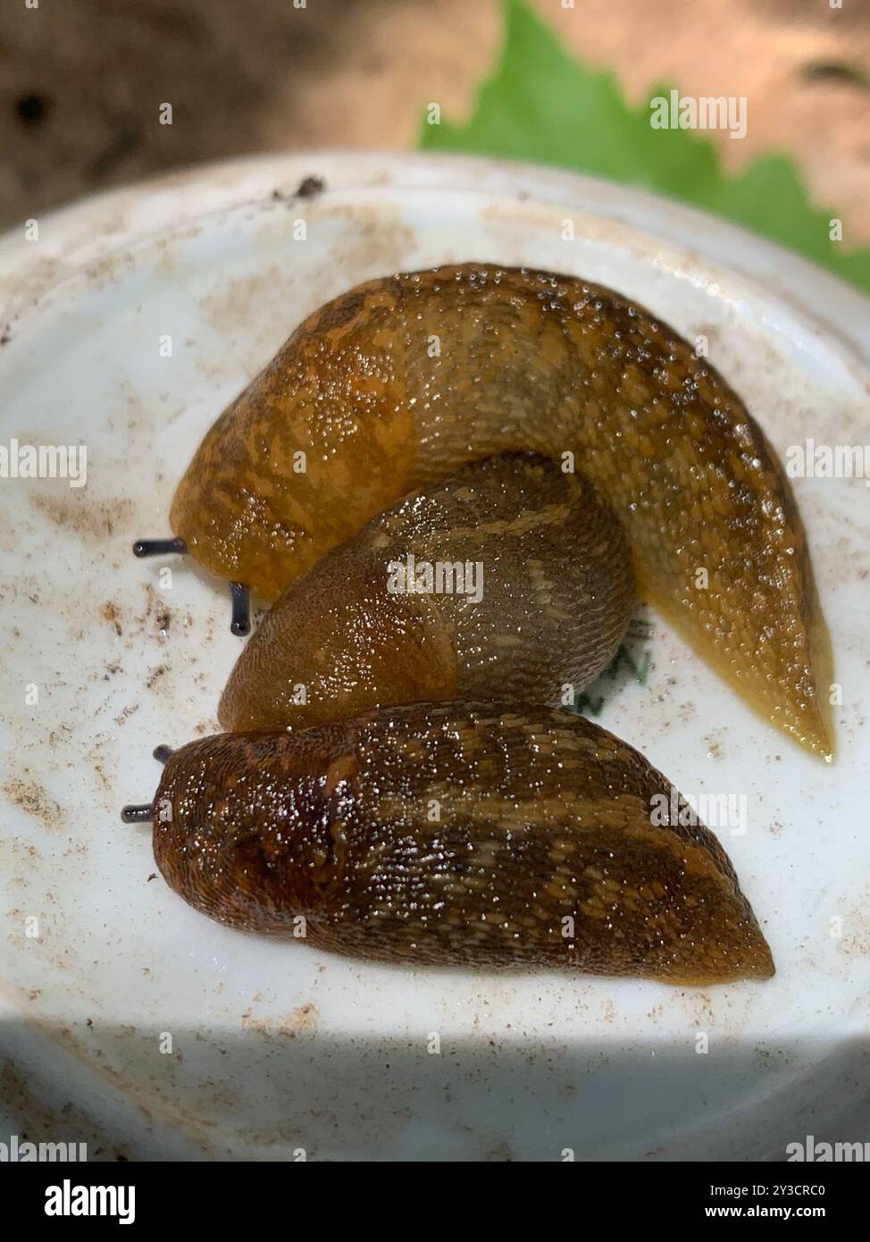 Yellow Cellar Slug (Limacus flavus) Mollusca Stock Photo - Alamy