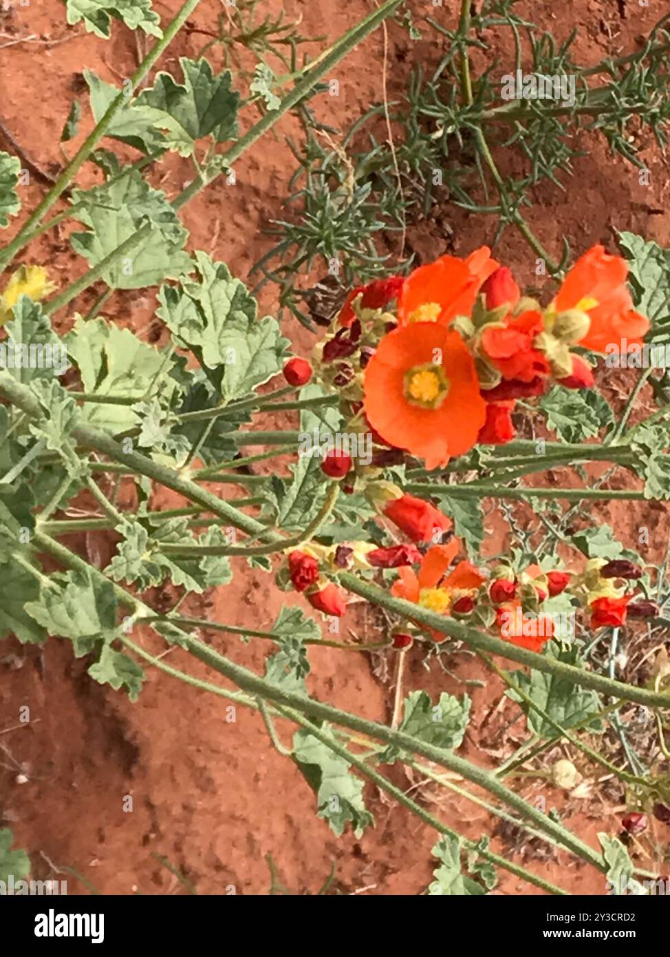 Small-leaf Globemallow (Sphaeralcea parvifolia) Plantae Stock Photo - Alamy