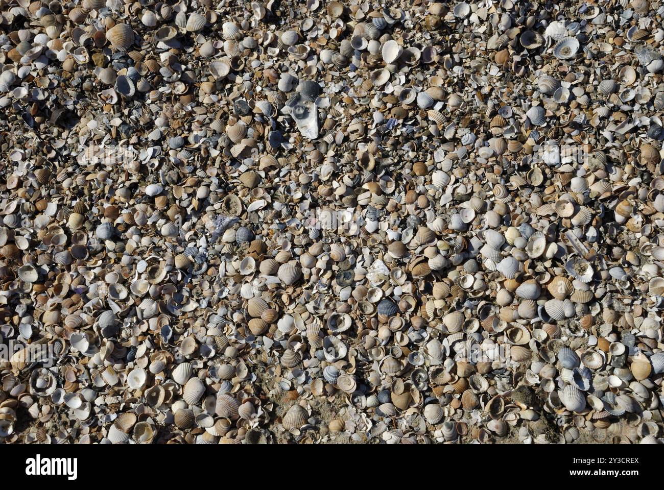 Shells on the beach on Foehr, Schleswig-Holstein, Germany, Europe Stock ...