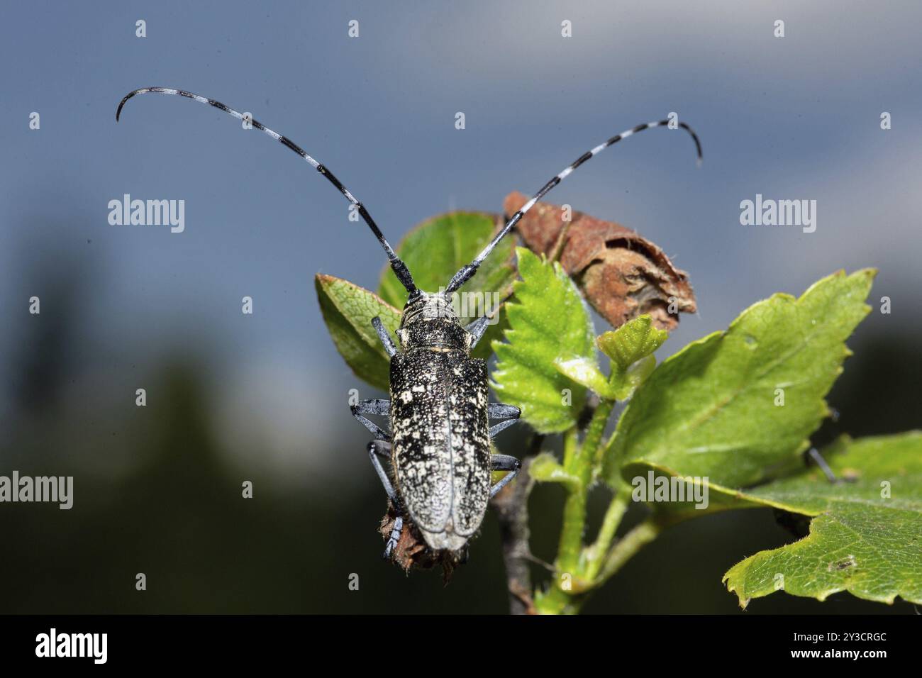 Small poplar borer saperda populnea hi-res stock photography and images ...
