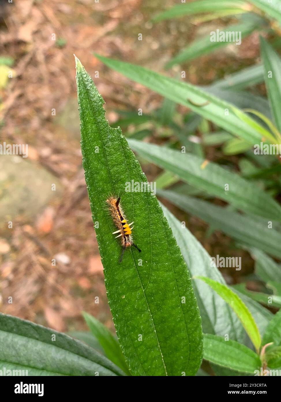 Cocoa Tussock Moth (Orgyia postica) Insecta Stock Photo - Alamy