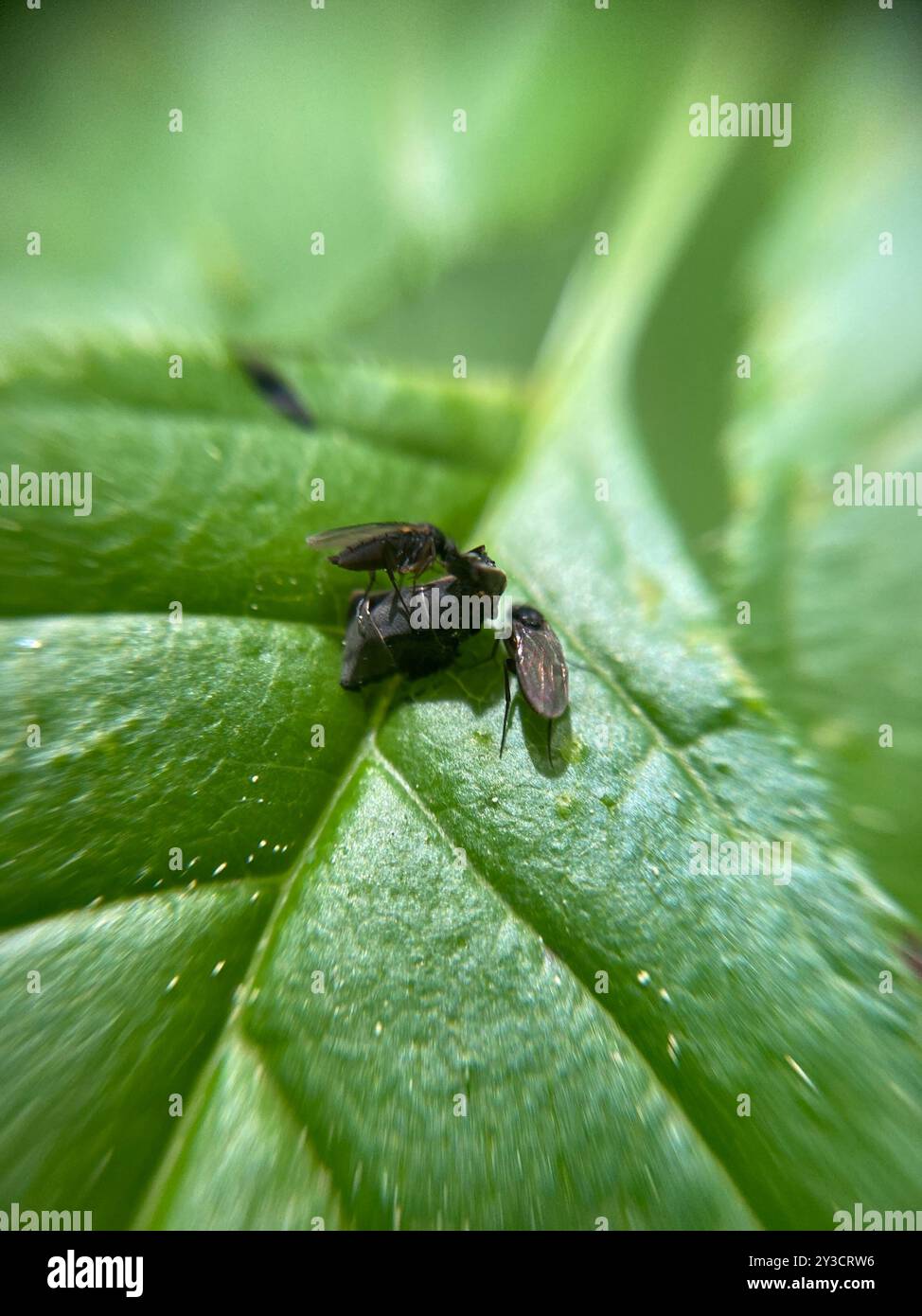 Root-maggot Flies (Anthomyiidae) Insecta Stock Photo - Alamy