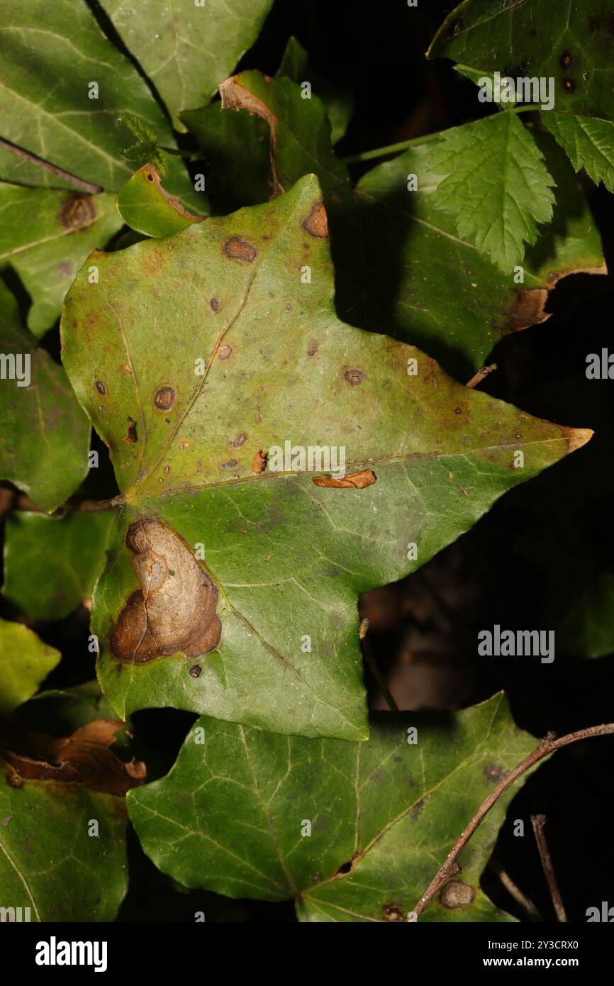 Leaf spot of ivy (Boeremia hedericola) Fungi Stock Photo - Alamy