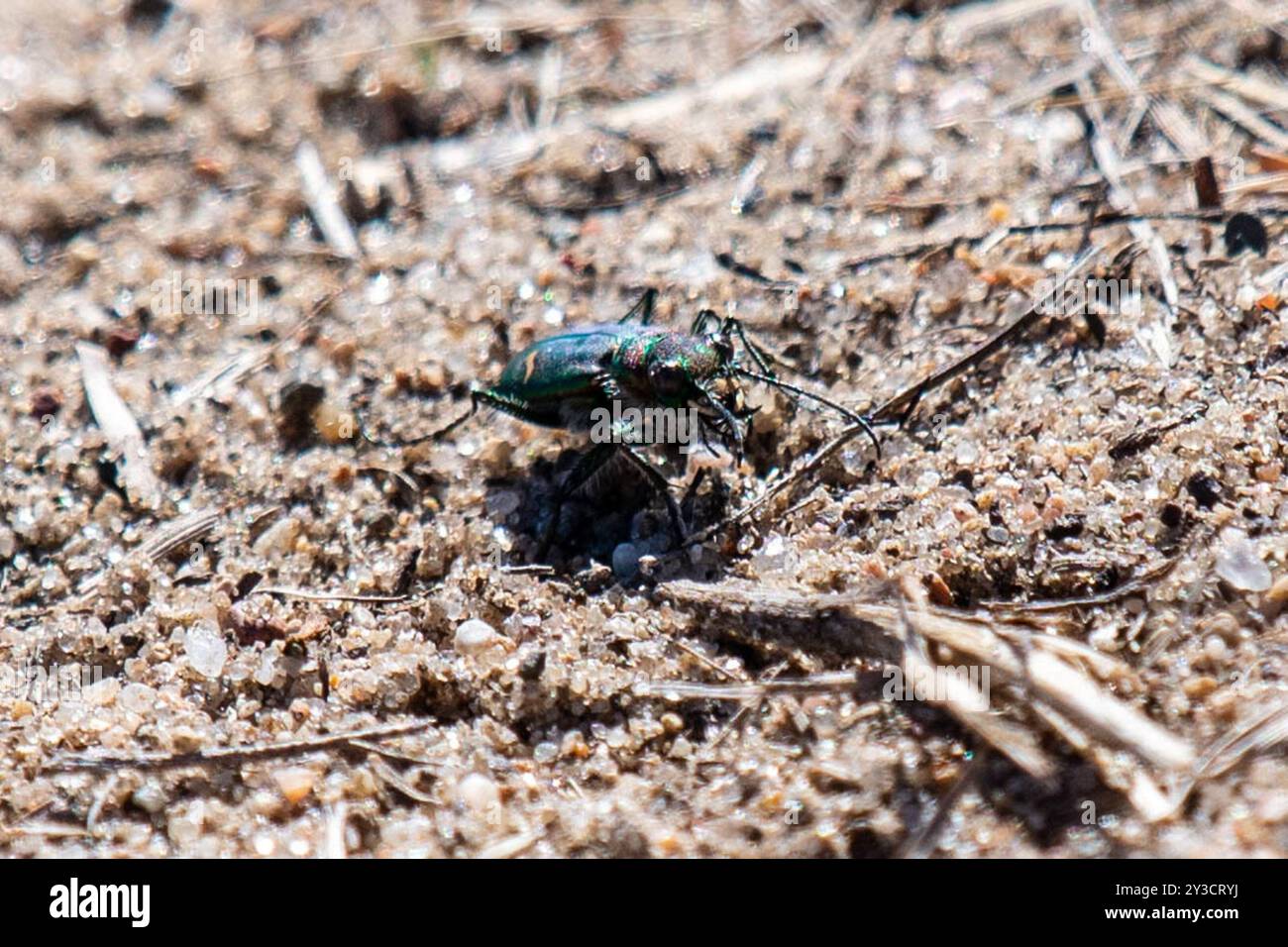 Cow path tiger beetle hi-res stock photography and images - Alamy
