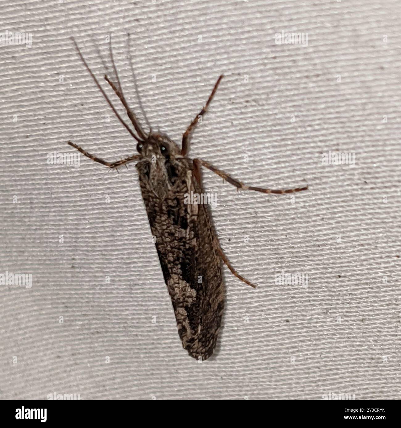 Giant Casemaker Caddisflies (Phryganeidae) Insecta Stock Photo - Alamy