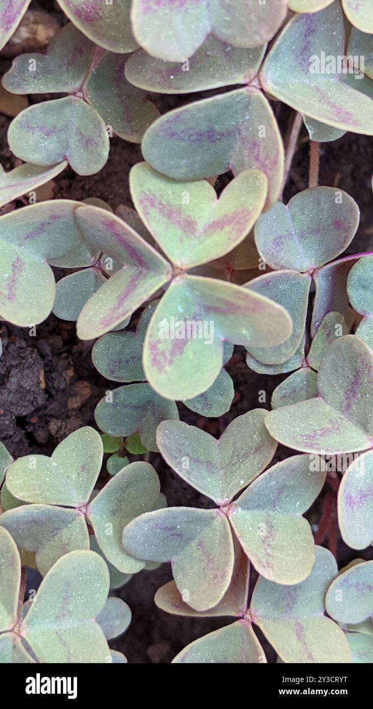 woodsorrels, quandongs, and allies (Oxalidales) Plantae Stock Photo - Alamy