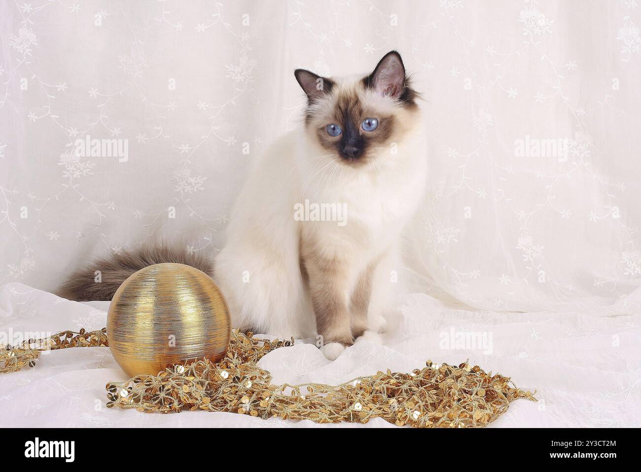 SACRED CAT OF BURMA, SACRED CAT OF BIRMA, BIRMAN CAT, ADULT, SEALPOINT ...