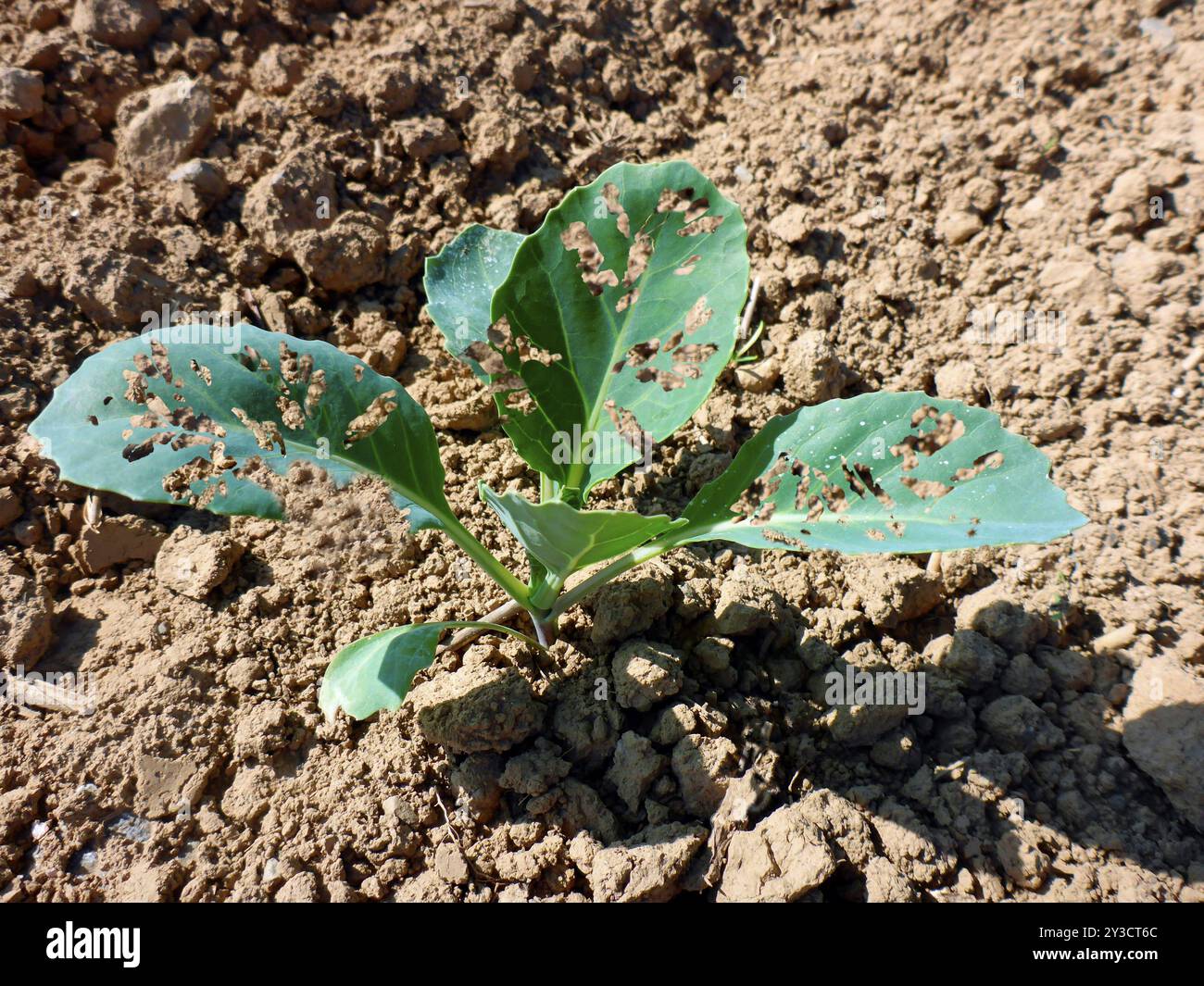 Kohlrabi leaves eaten by caterpillars Stock Photo - Alamy