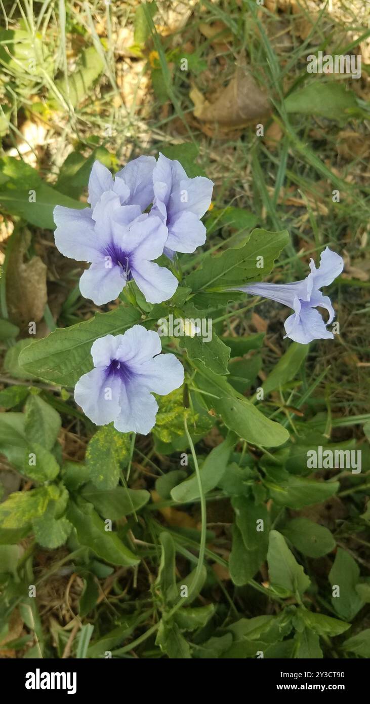 popping pod (Ruellia tuberosa) Plantae Stock Photo - Alamy