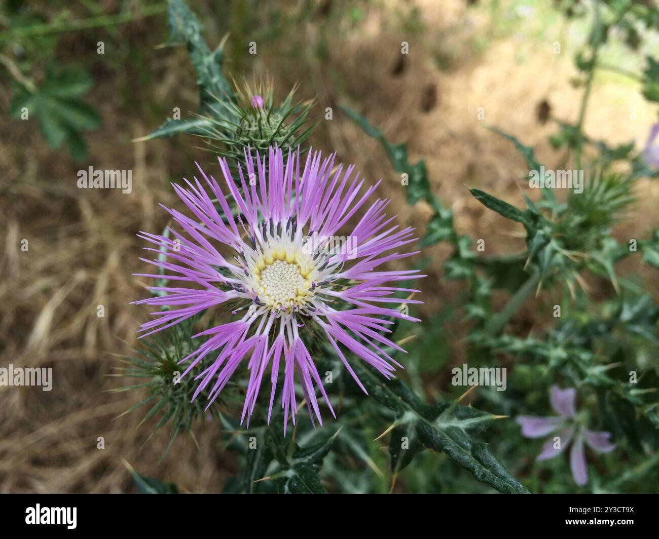 Boar Thistle (Galactites tomentosus) Plantae Stock Photo - Alamy