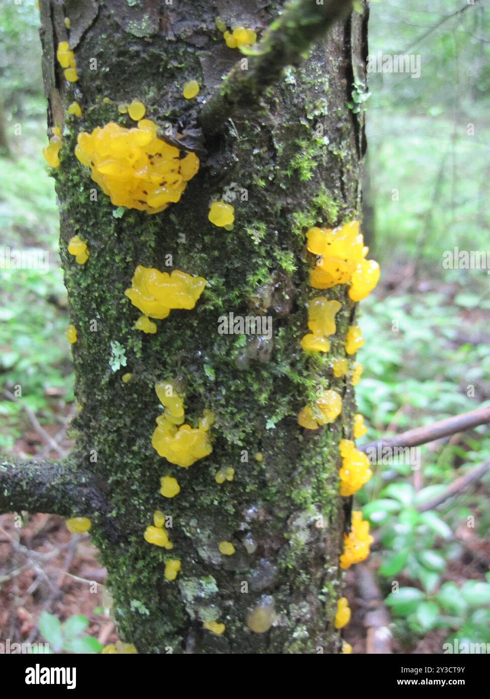 golden ear (Naematelia aurantia) Fungi Stock Photo - Alamy