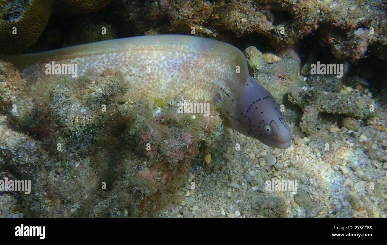 Geometric Moray (Gymnothorax griseus) Actinopterygii Stock Photo - Alamy