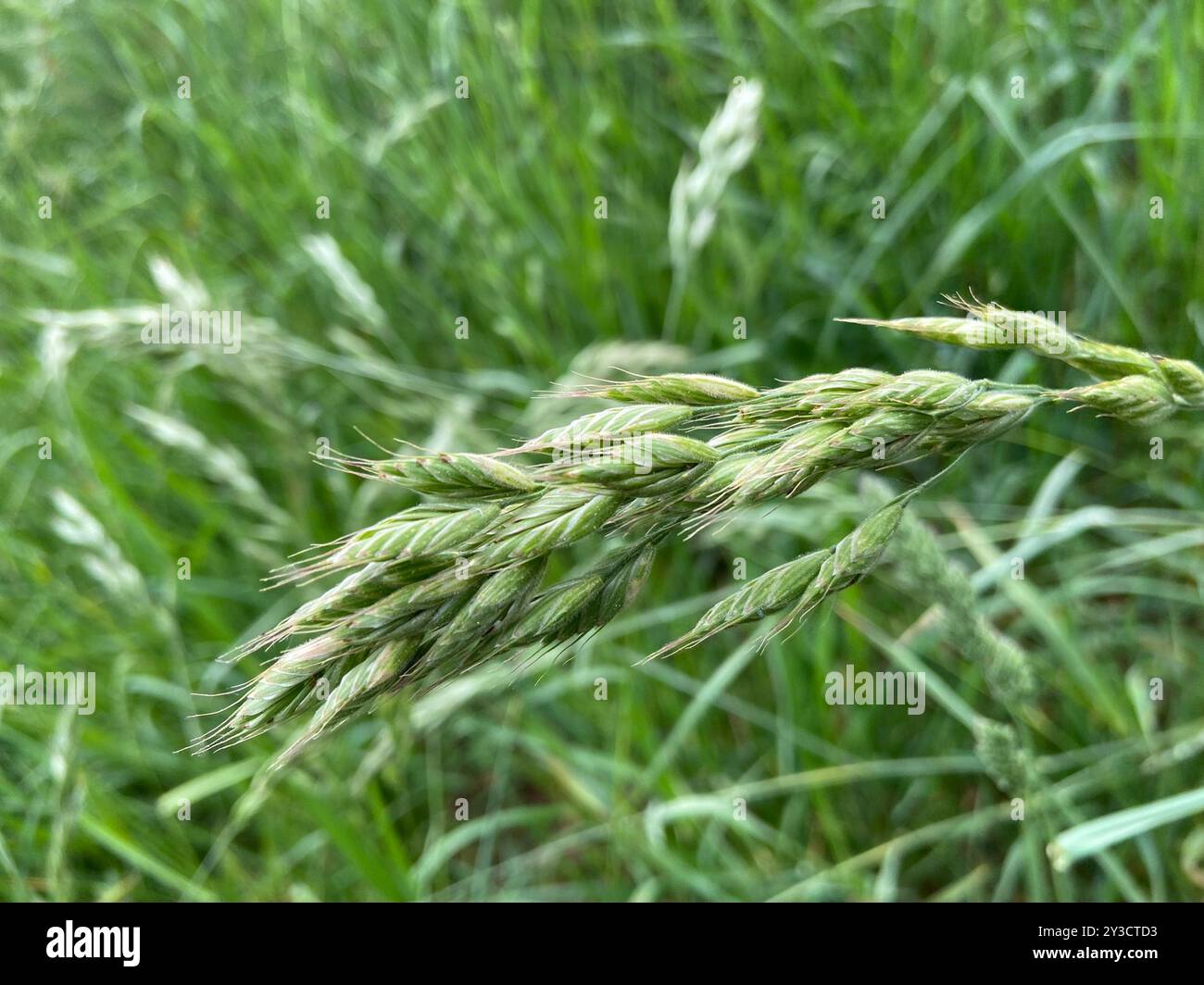 common soft brome (Bromus hordeaceus) Plantae Stock Photo - Alamy