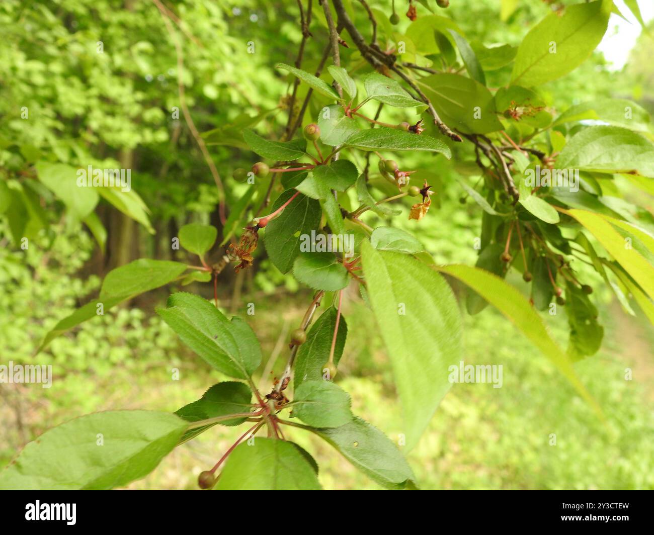sweet crabapple (Malus coronaria) Plantae Stock Photo - Alamy