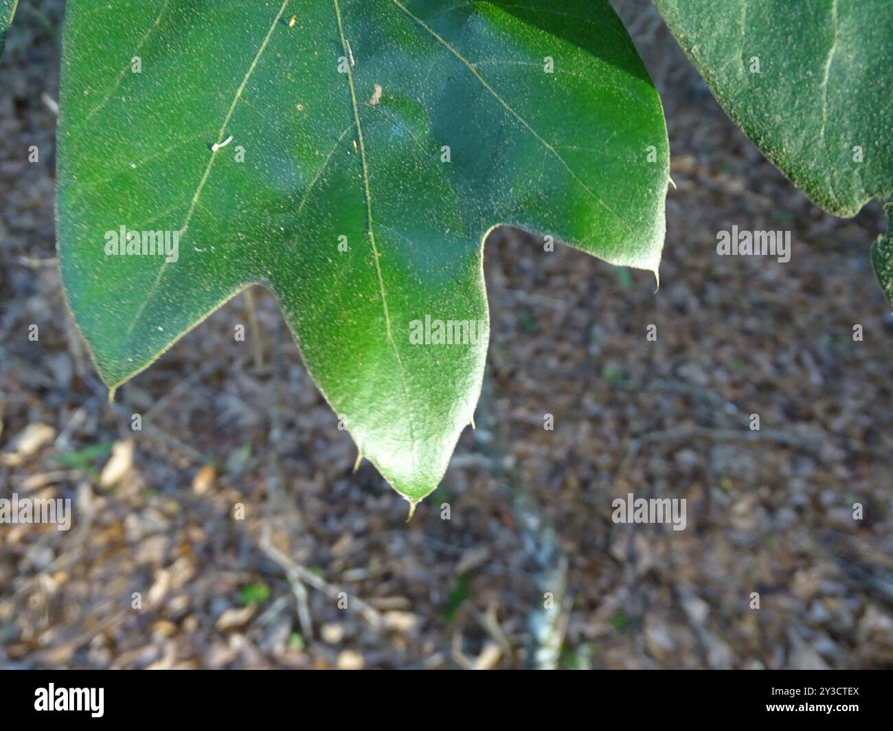 southern red oak (Quercus falcata) Plantae Stock Photo - Alamy