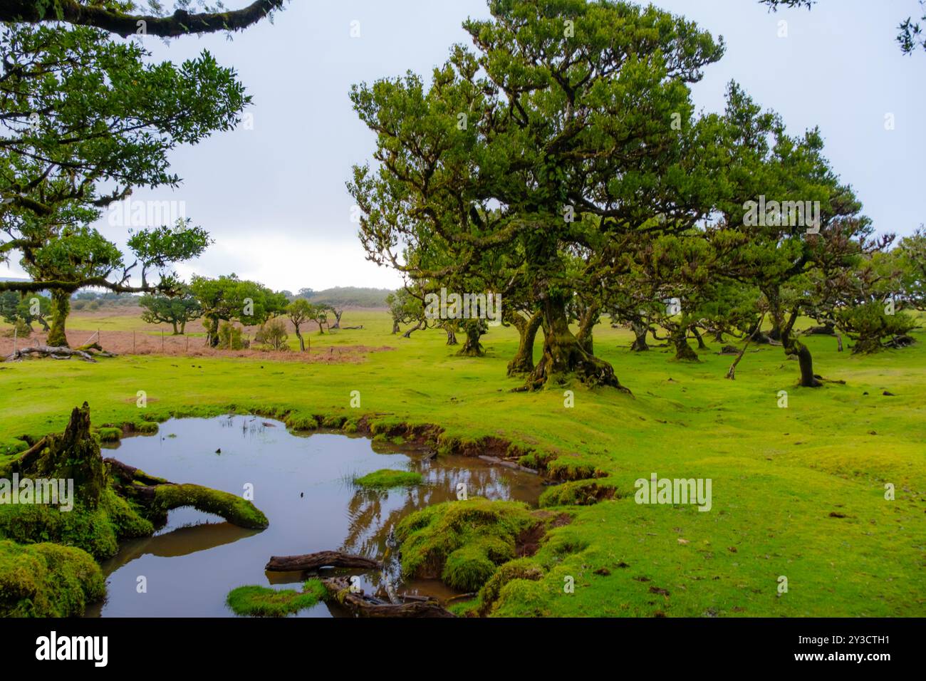 Twisted trees in the fog in Fanal Forest on the Portuguese island of ...