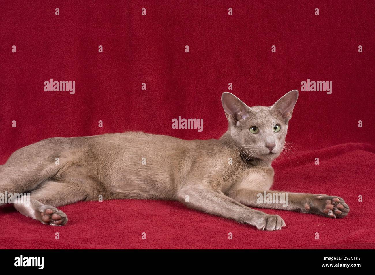 1 year old male cat, lying down Stock Photo - Alamy