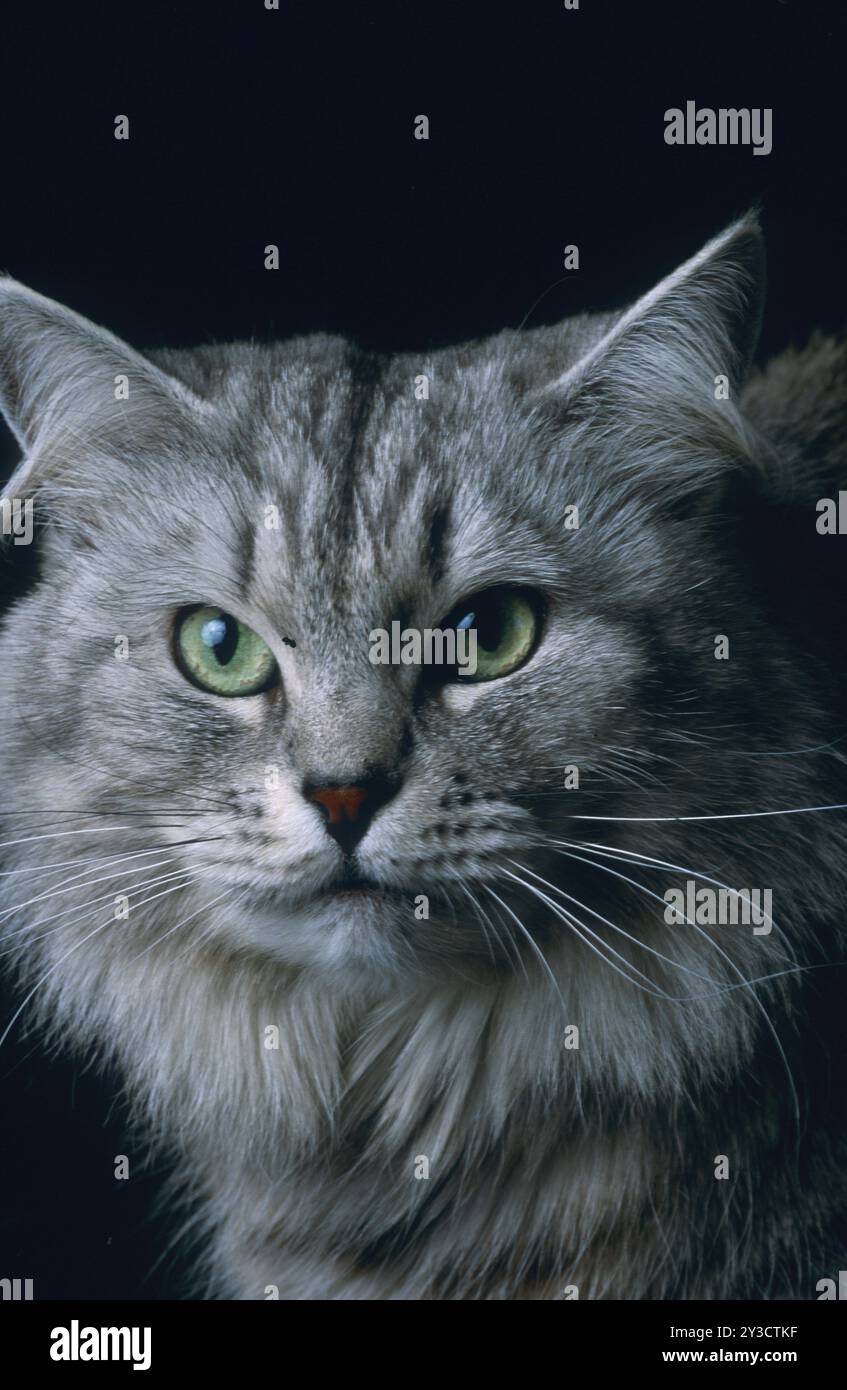 Siberian Forest Cat, silver, silver-tabby, female, 3 years old Stock ...