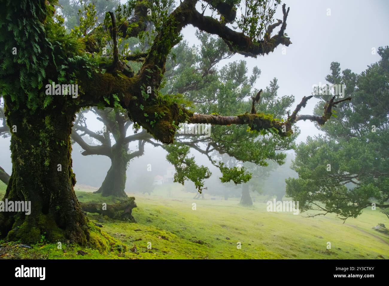 Twisted trees in the fog in Fanal Forest on the Portuguese island of ...