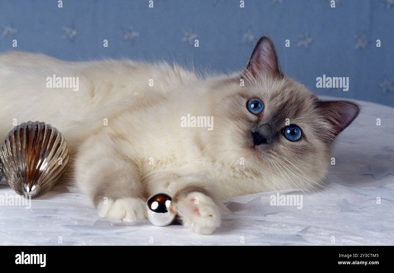 Birman, Burmese, cat, 18 months, bluepoint Stock Photo - Alamy