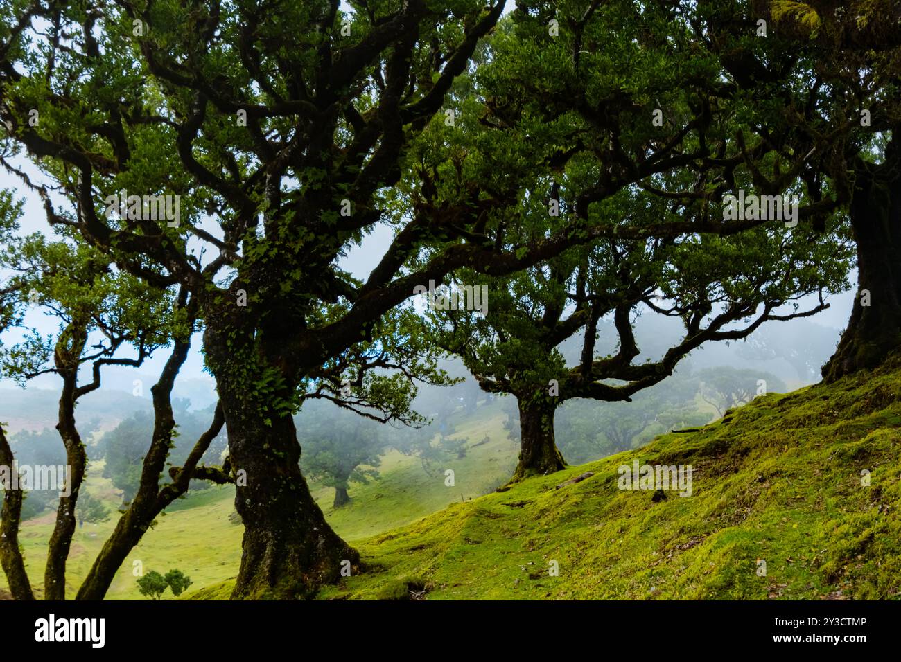 Twisted trees in the fog in Fanal Forest on the Portuguese island of ...