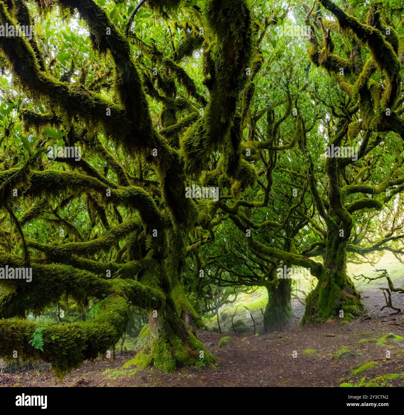 Twisted trees in the fog in Fanal Forest on the Portuguese island of ...