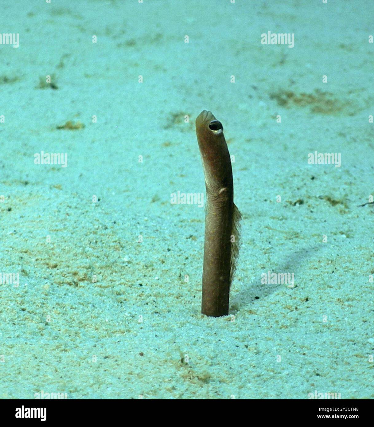 Brown Garden Eel (Heteroconger longissimus) Actinopterygii Stock Photo ...