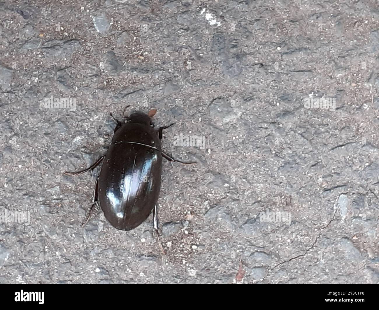 Lesser Silver Water Beetle (Hydrochara caraboides) Insecta Stock Photo ...