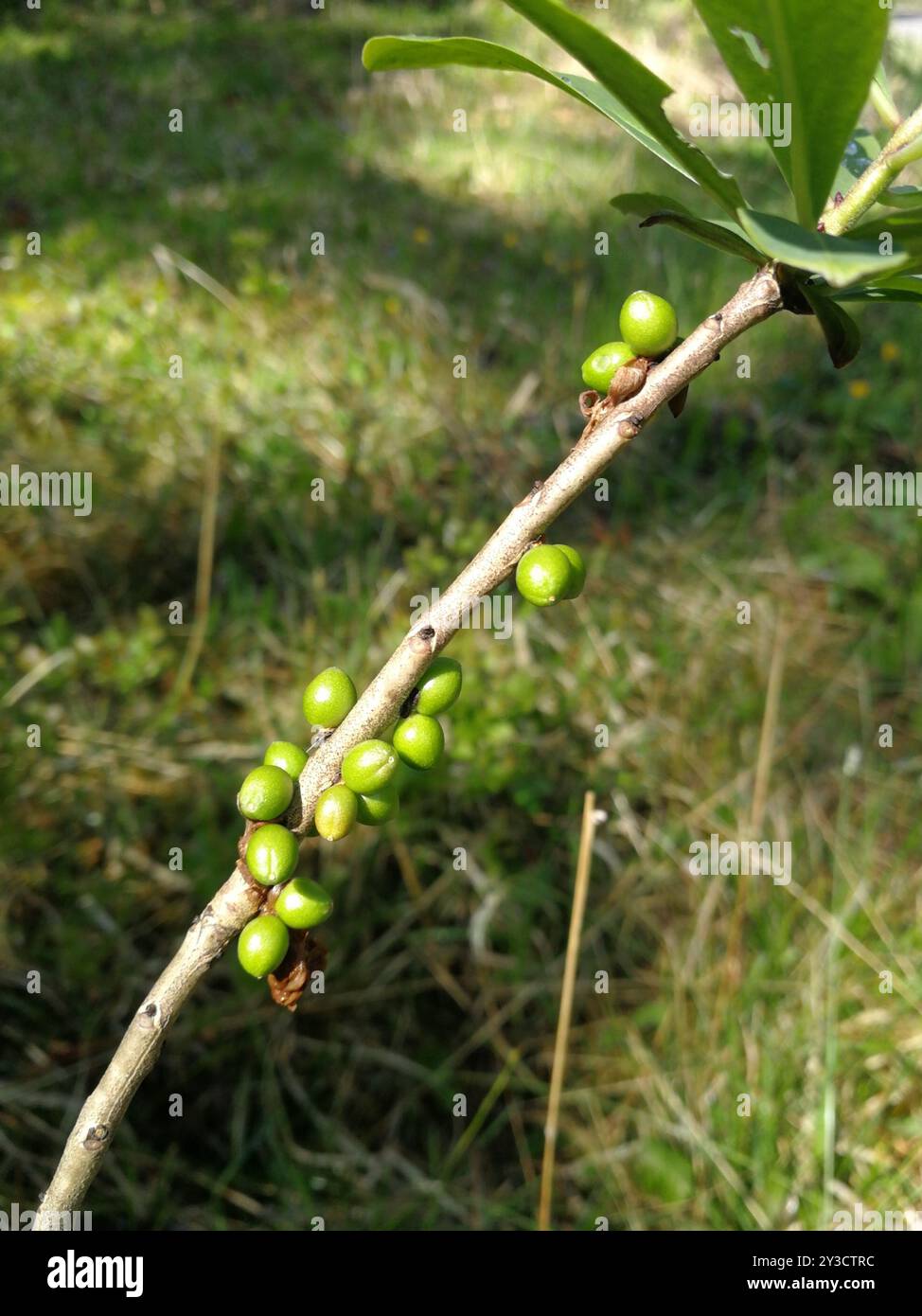 Mezereon (Daphne mezereum) Plantae Stock Photo - Alamy